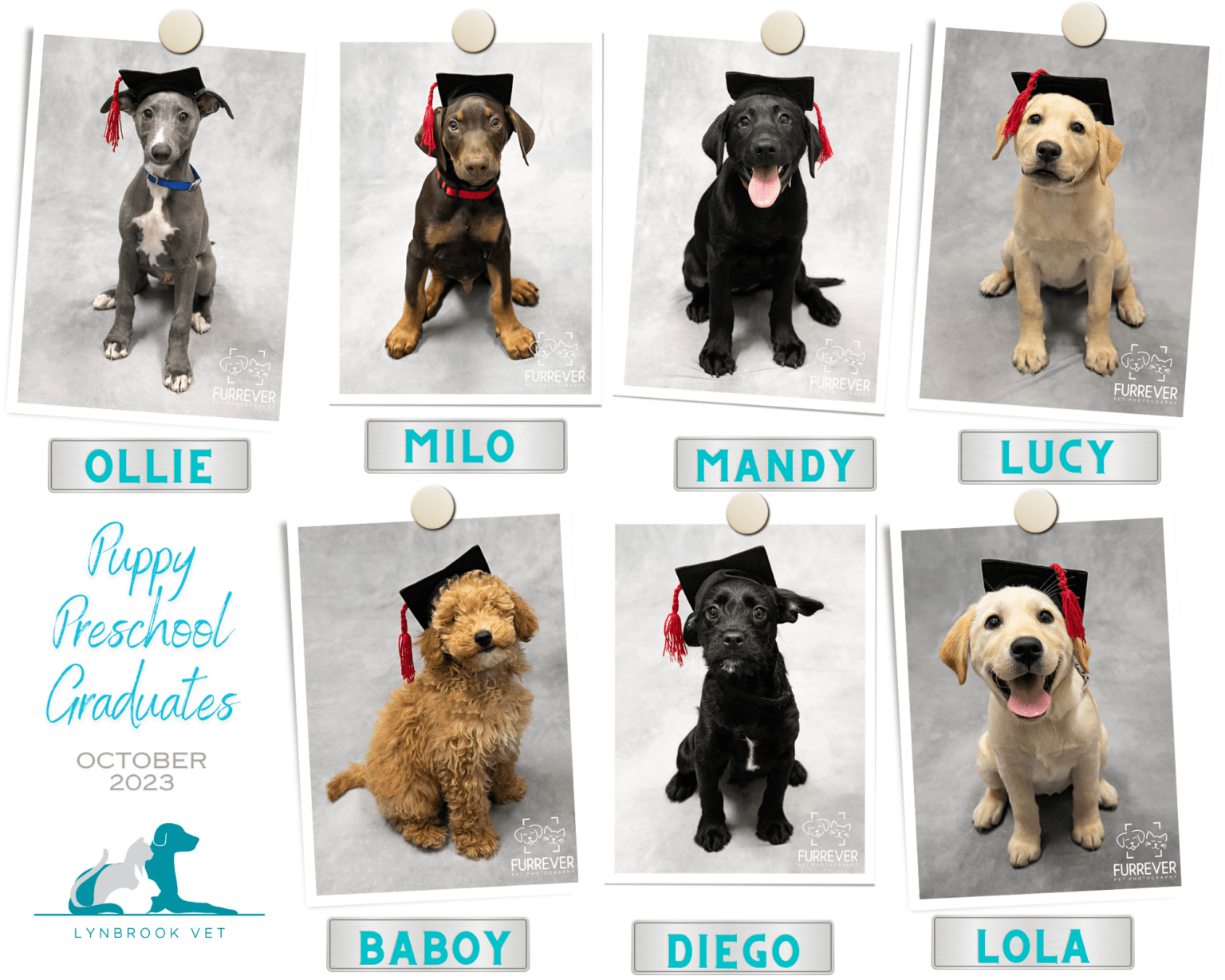 Vets Near Me | Vet Care Clinic | Lynbrook Vet