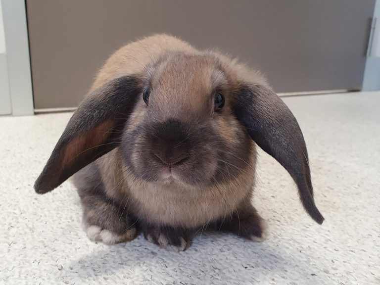 Your Rabbit's Veterinary Care Checklist | Lynbrook Vet