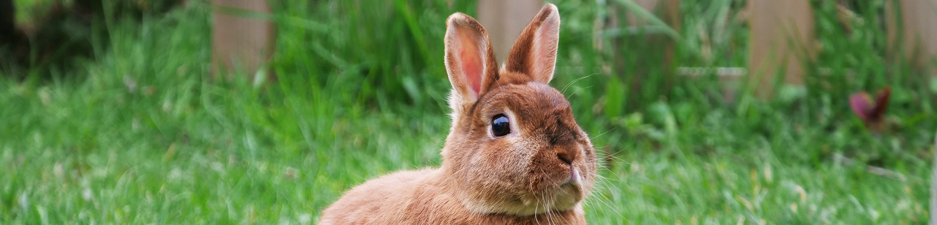 Rabbit Care - Lynbrook Vet
