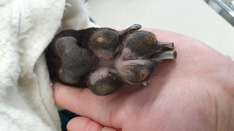 Greyhound Corns - A Pain in the…Toe - Lynbrook Vet