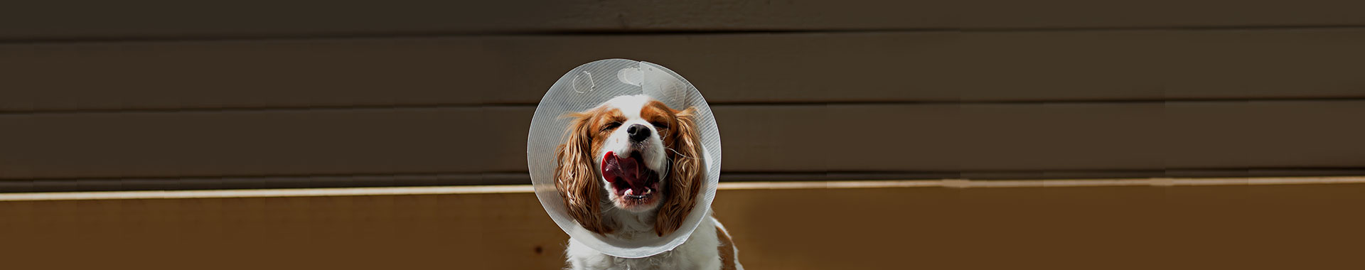 Pet Desexing - Lynbrook Vet