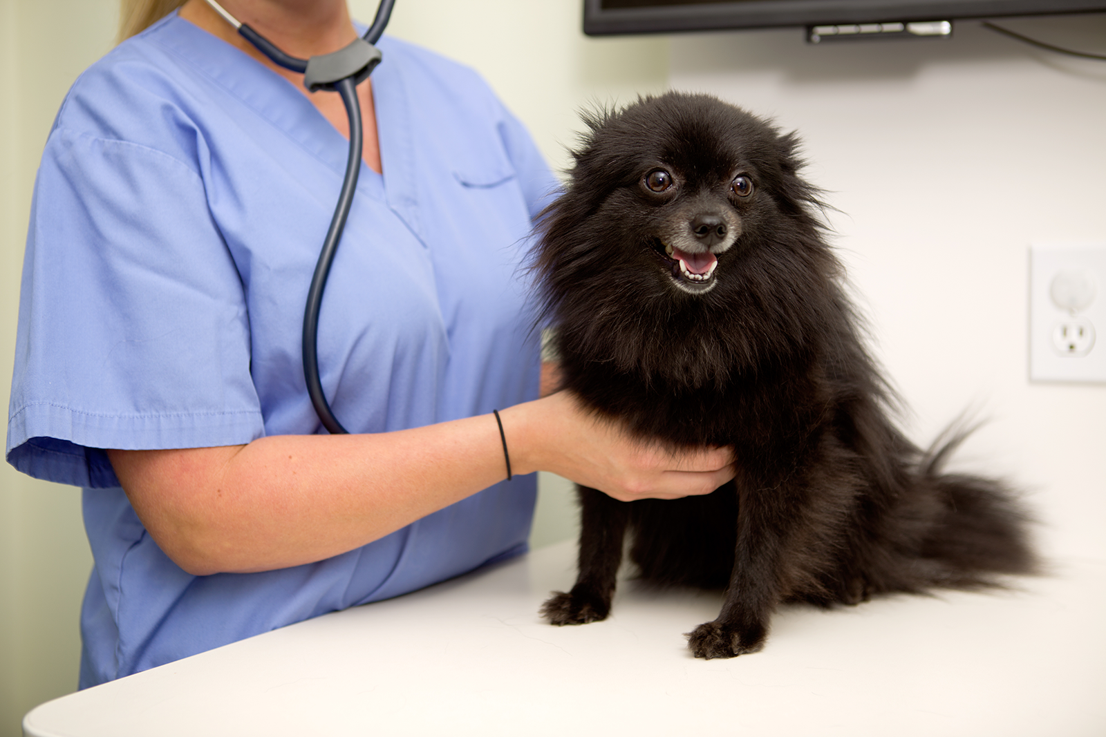 Mammary Tumors (Breast Cancer) In Dogs - Lynbrook Vet