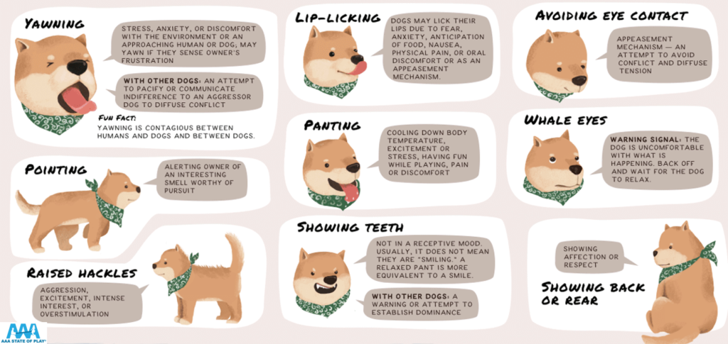 Language of Pets - Lynbrook Vet