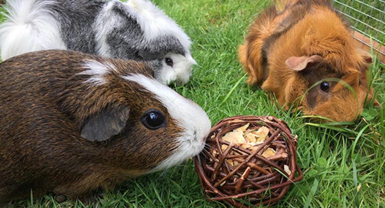 Rabbit & Guinea Pig Enrichment Ideas - Lynbrook Vet
