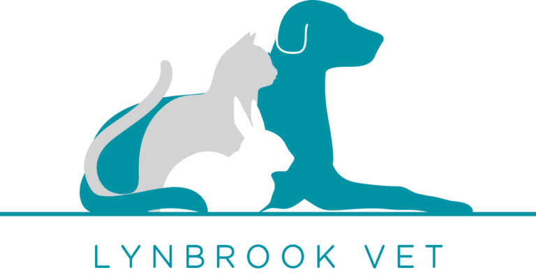 A Guide to Canine Cryptorchidism | Lynbrook Vet