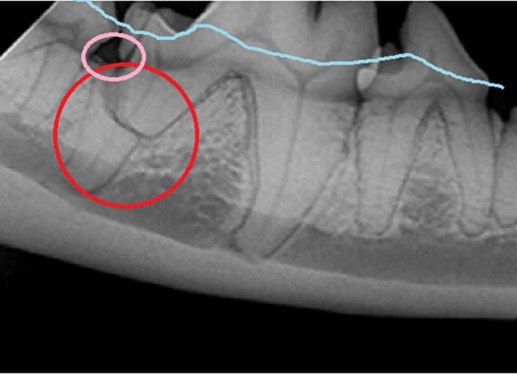 Staged Dental - Preventing Disease and Caring for Your Dog