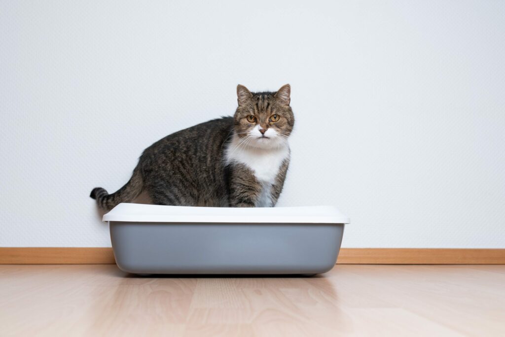 Perineal Urethrostomy for Cats: Understanding FLUTD Treatment and the ...
