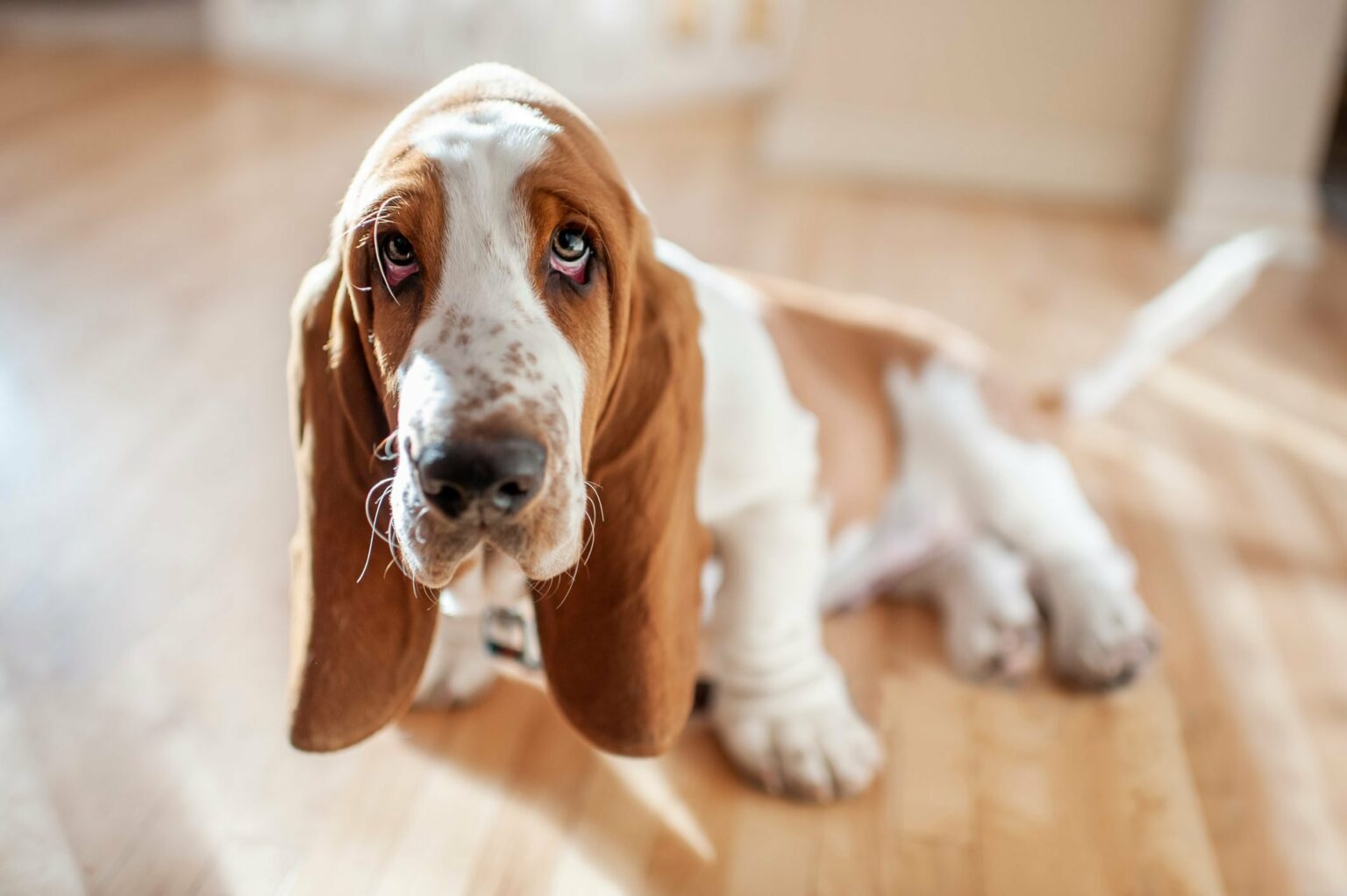Scratching Ears and Shaking Head: Ear Infections in Dogs