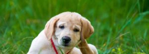 Scratching Ears and Shaking Head: Ear Infections in Dogs