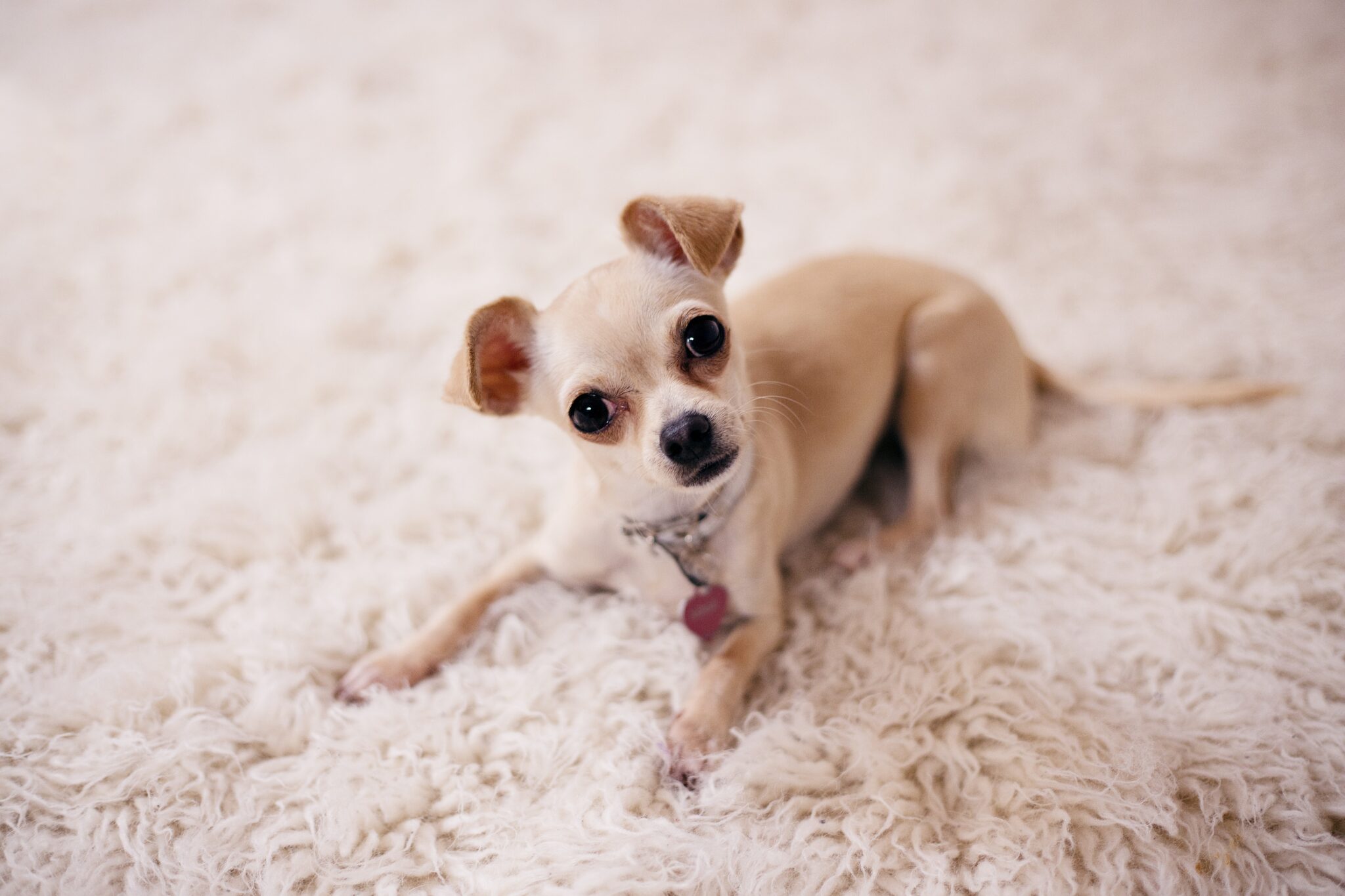 Luxating Patella in Dogs - Lynbrook Vet