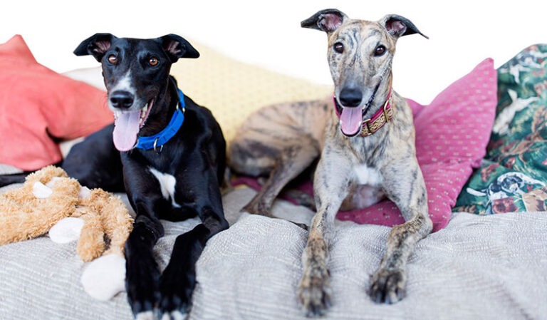 Why Greyhounds Make Lovely Pets - Lynbrook Vet