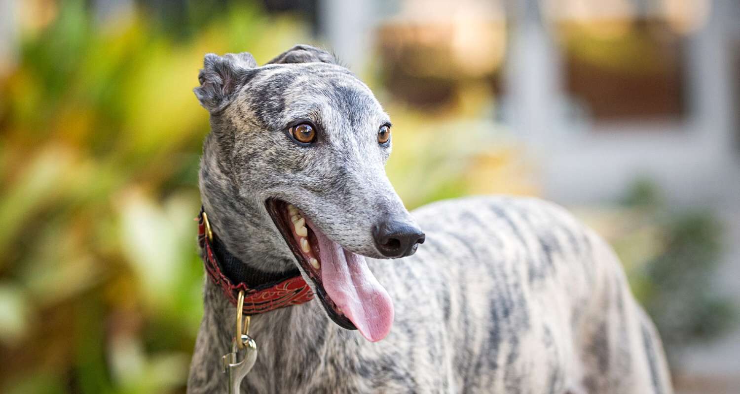 Avoiding Bloat: A Preventative Approach with Gastropexy in Dogs ...