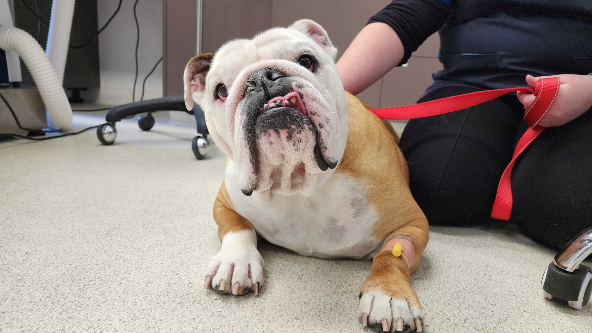 Bulldog Screw Tail: The Hidden Trouble Behind the Bum Wiggles ...