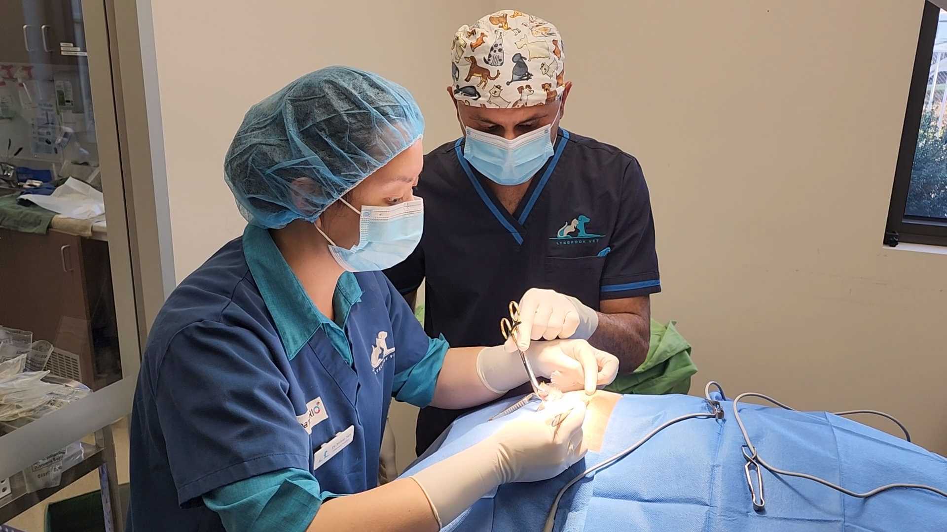 Bulldog Screw Tail: The Hidden Trouble Behind the Bum Wiggles ...