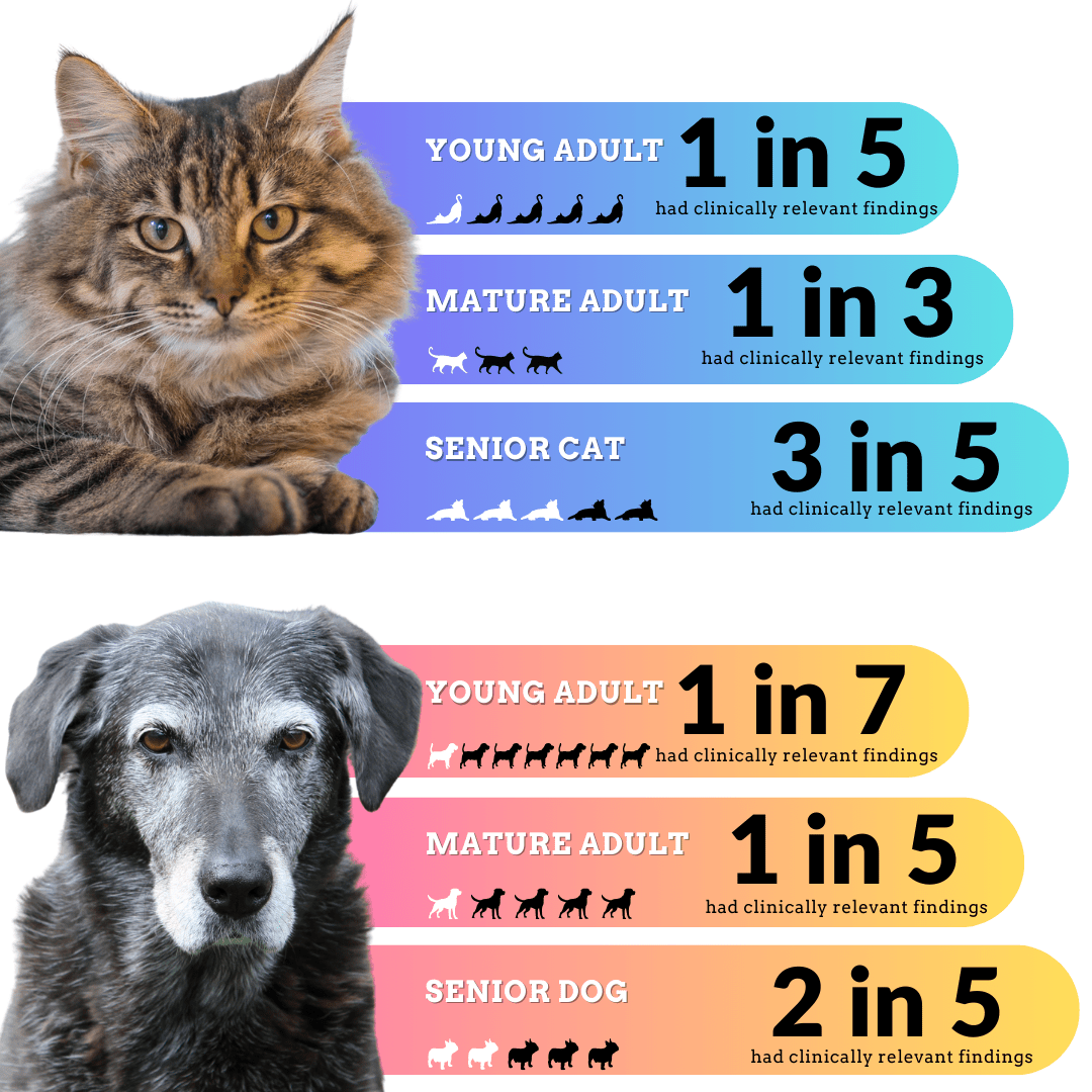 Senior Pets - Lynbrook Vet