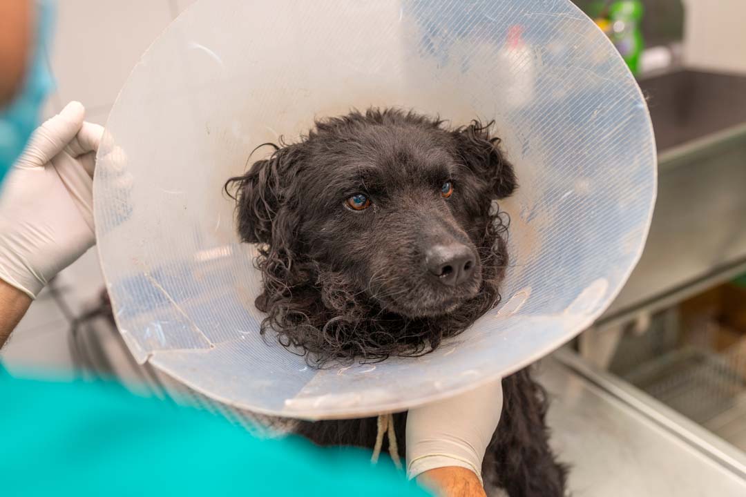 Mammary Neoplasia – Tumours/Lumps on a Cat or Dog