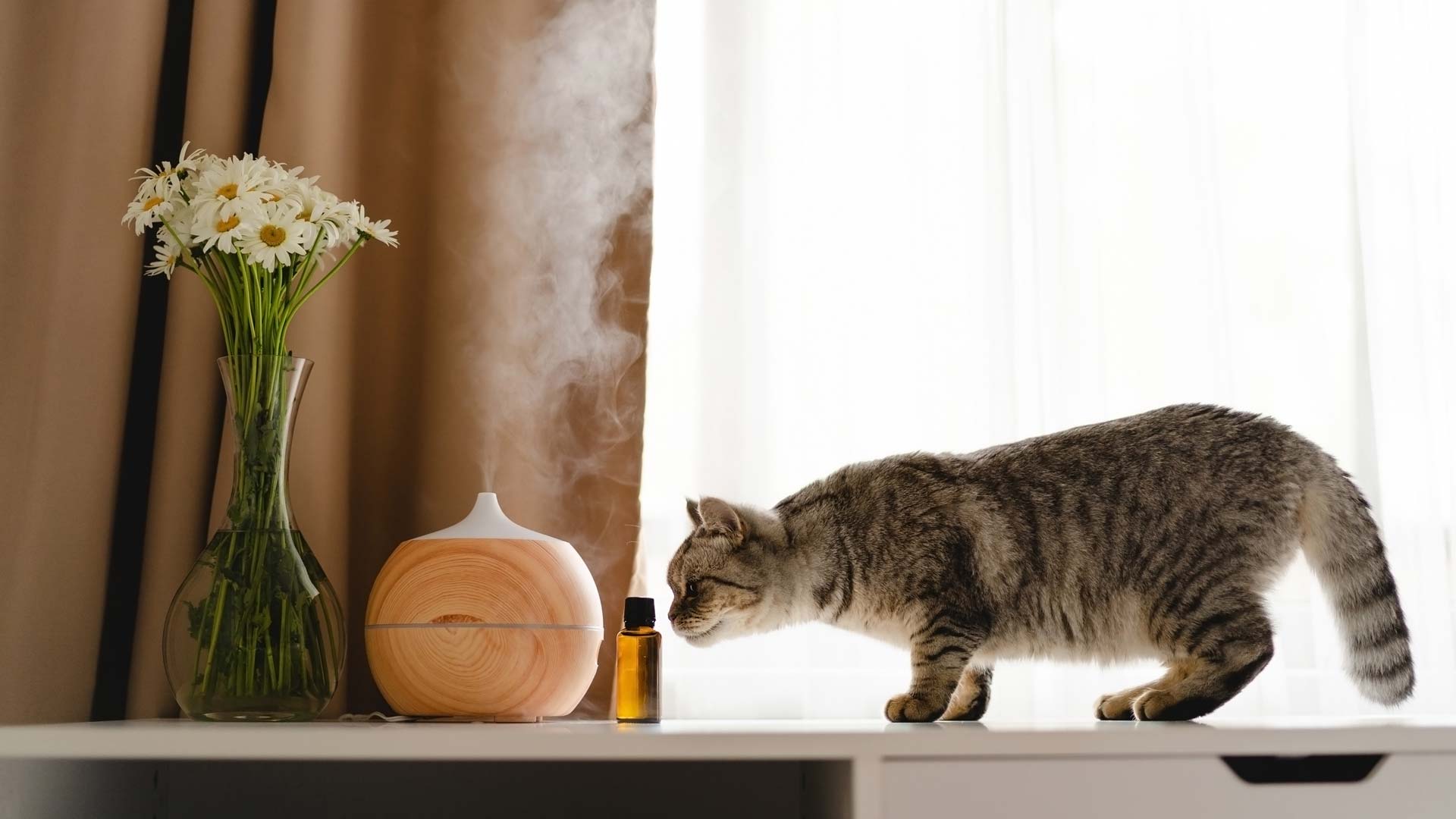 Essential Oils & Pets | Lynbrook Vet