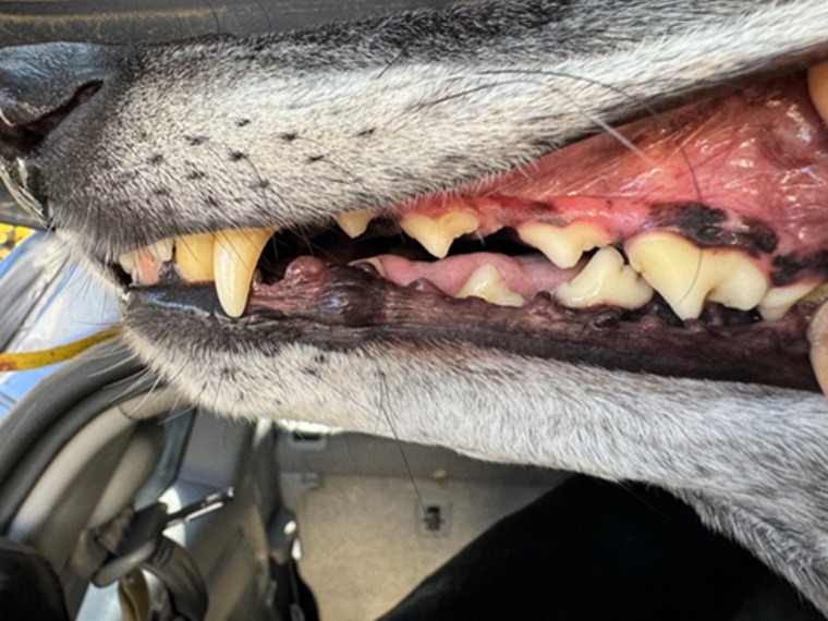 Reasons to Feed Bones to Your Dogs | Lynbrook Vet