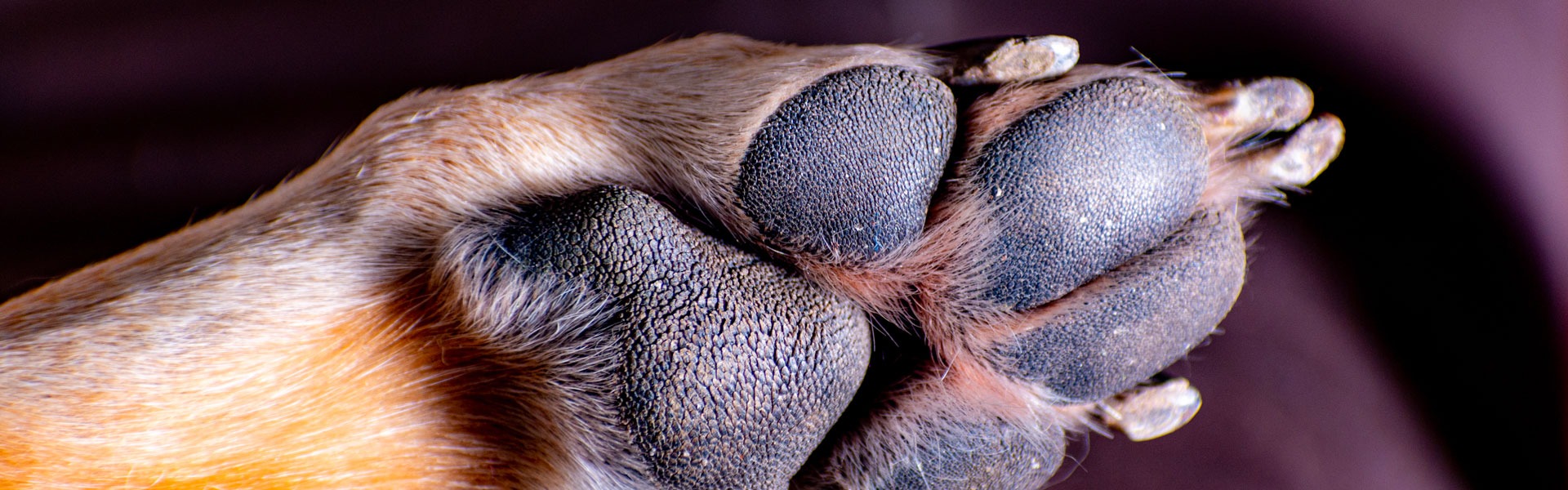 SDFT - Superficial Digital Flexor Tendonectomy | Lynbrook Vet