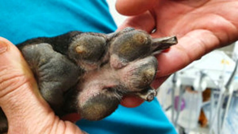 SDFT - Superficial Digital Flexor Tendonectomy | Lynbrook Vet