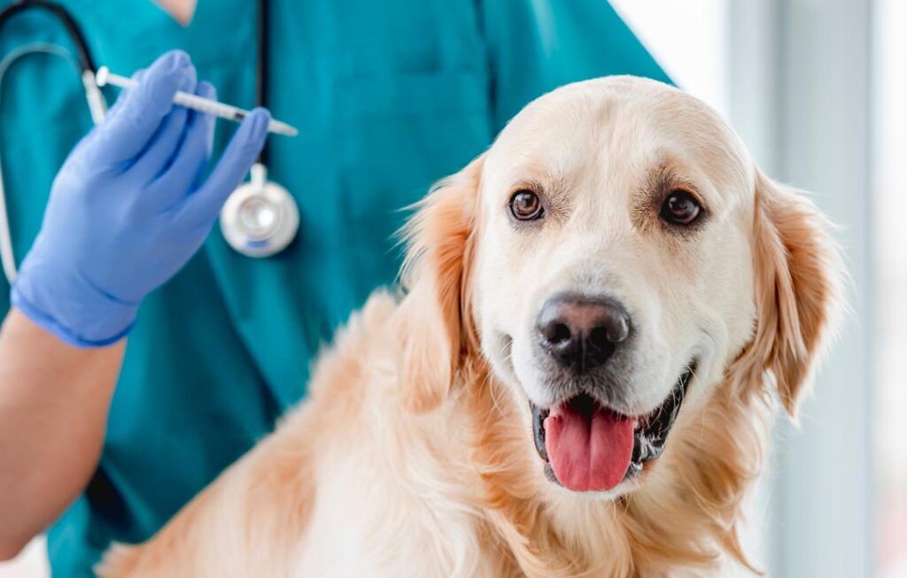 Bravecto Quantum - Flea & Tick Prevention Injectable Alternative