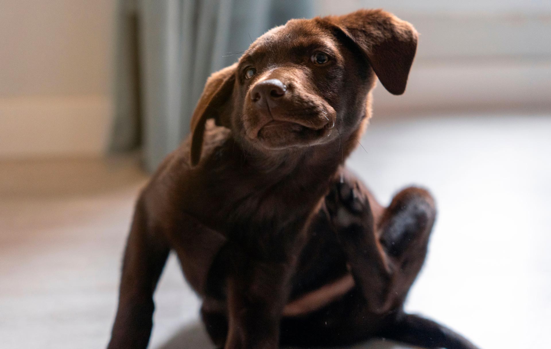 A Guide to Canine Cryptorchidism | Lynbrook Vet