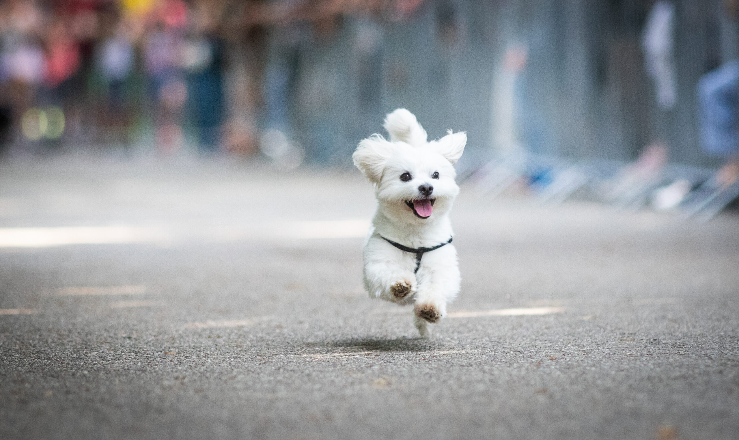 SDFT - Superficial Digital Flexor Tendonectomy | Lynbrook Vet