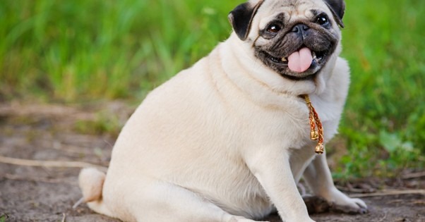 SDFT - Superficial Digital Flexor Tendonectomy | Lynbrook Vet