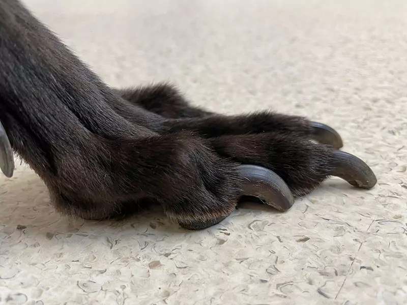 Greyhound Corns - A Pain in the…Toe - Lynbrook Vet