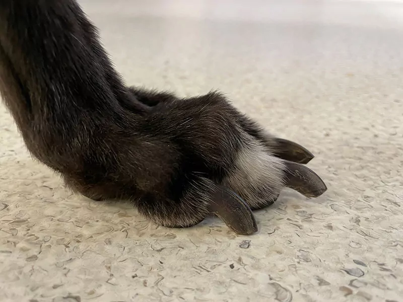 Greyhound Corns - A Pain in the…Toe - Lynbrook Vet