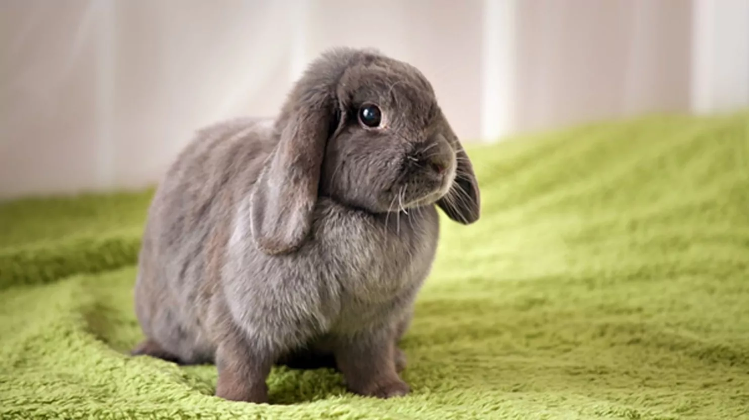 Rabbit Vaccination In Stock! - Lynbrook Vet