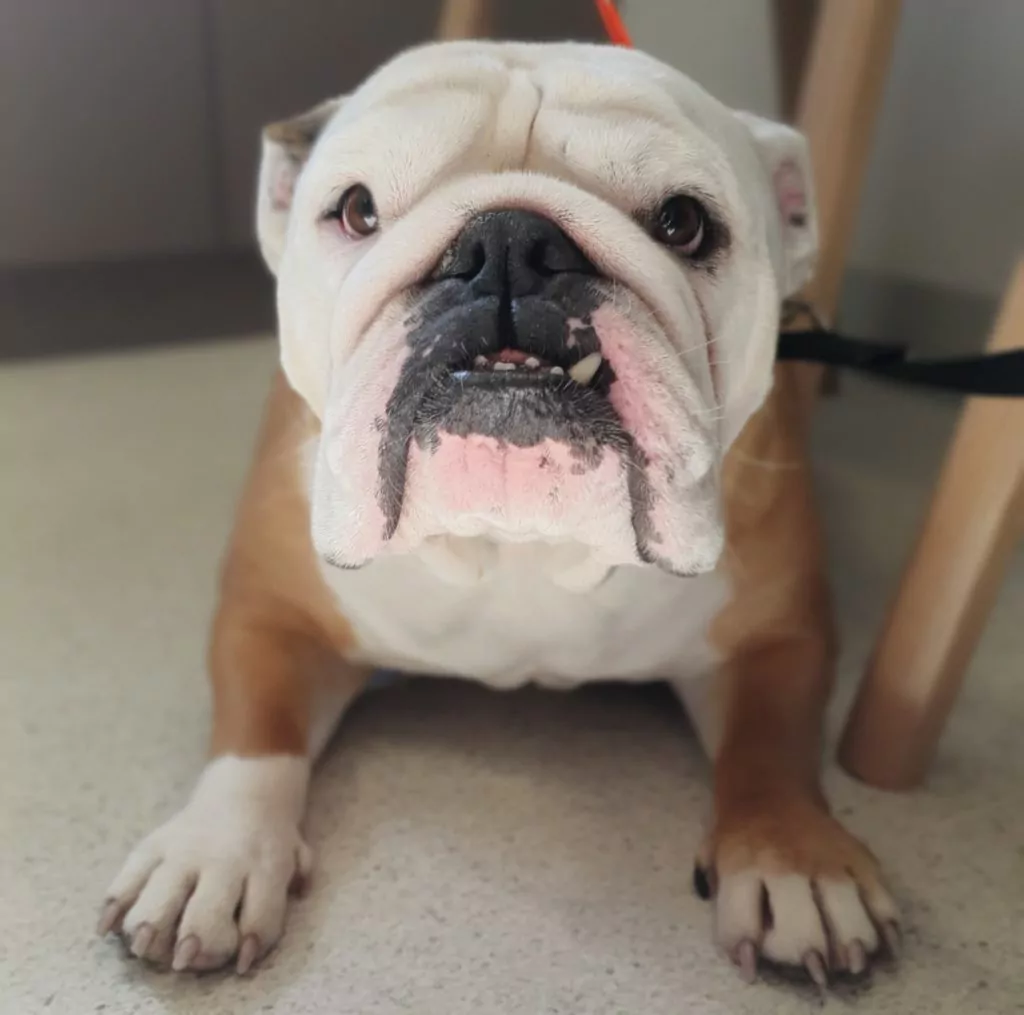 Brachycephalic Obstructive Airway Syndrome (BOAS) | Lynbrook