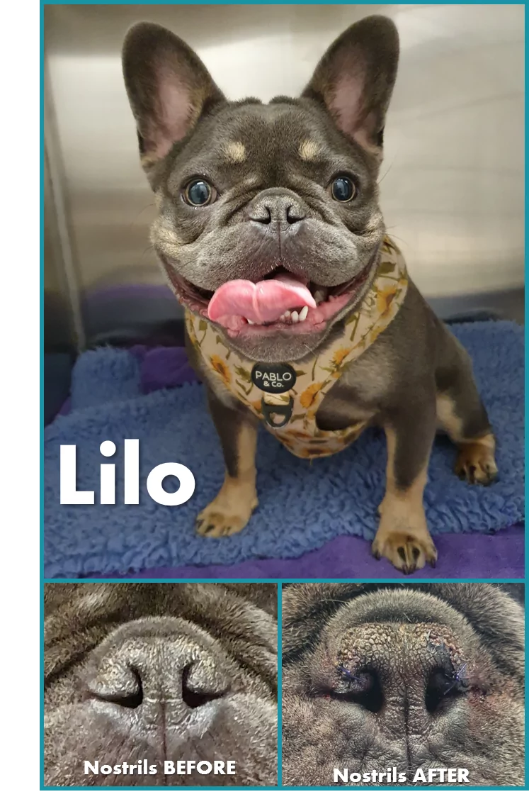 Brachycephalic Obstructive Airway Syndrome (BOAS) | Lynbrook