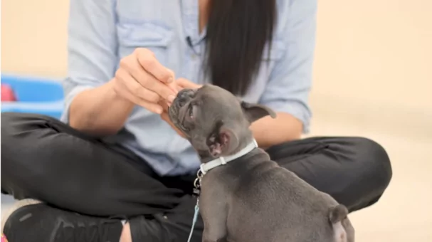 Language of Pets - Lynbrook Vet