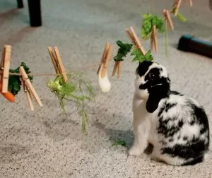 Rabbit & Guinea Pig Enrichment Ideas - Lynbrook Vet
