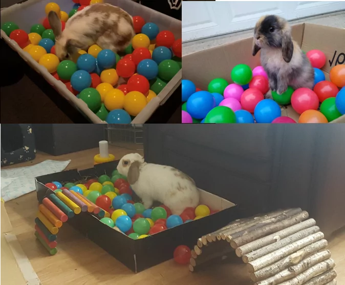 Rabbit & Guinea Pig Enrichment Ideas - Lynbrook Vet