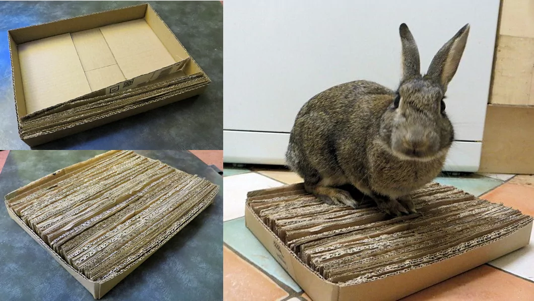 Rabbit & Guinea Pig Enrichment Ideas - Lynbrook Vet