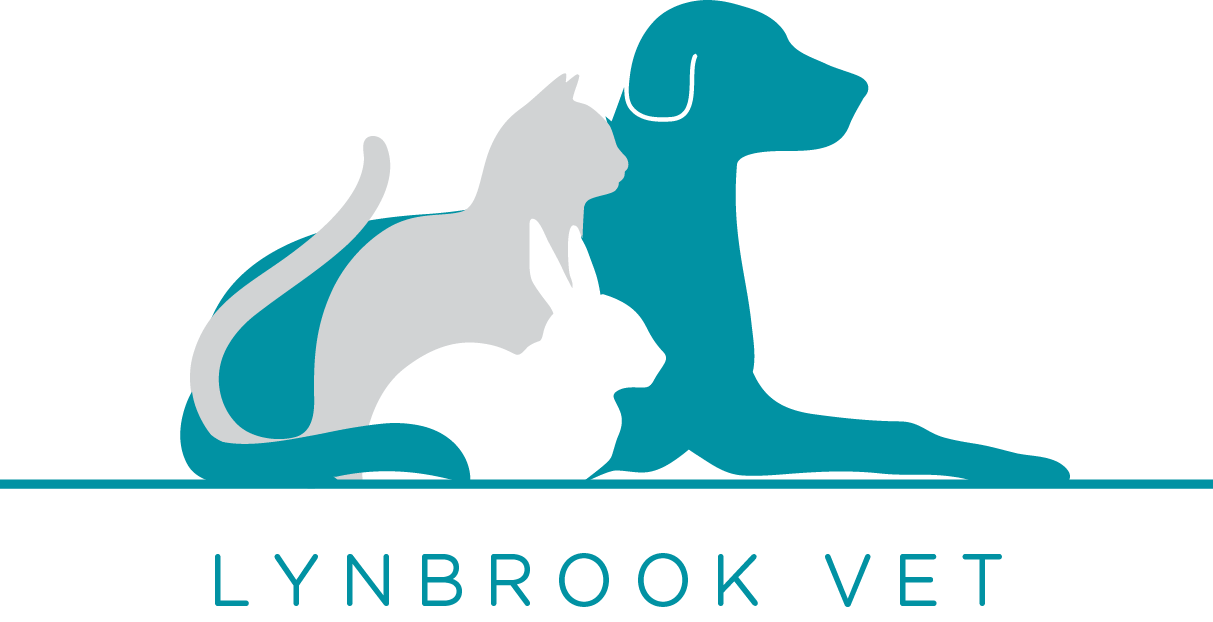 A Guide to Canine Cryptorchidism | Lynbrook Vet