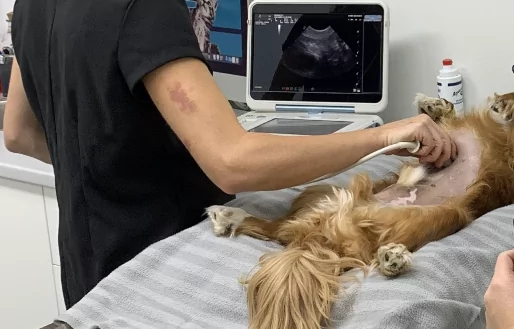 A Guide to Canine Cryptorchidism | Lynbrook Vet