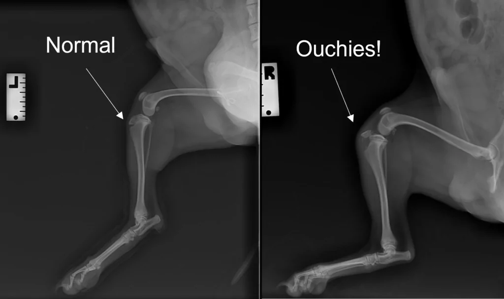 Tibial Tuberosity Avulsion Fracture in Puppies: A Guide