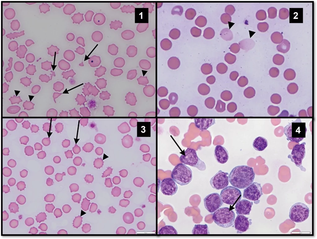 Blood Tests on Animals - Behind the Science