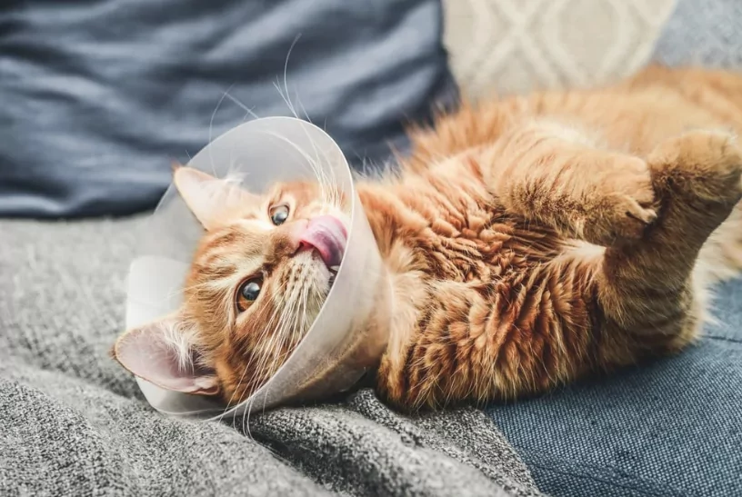 Perineal Urethrostomy for Cats: Understanding FLUTD Treatment and the ...