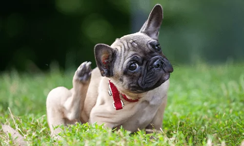 Scratching Ears and Shaking Head: Ear Infections in Dogs