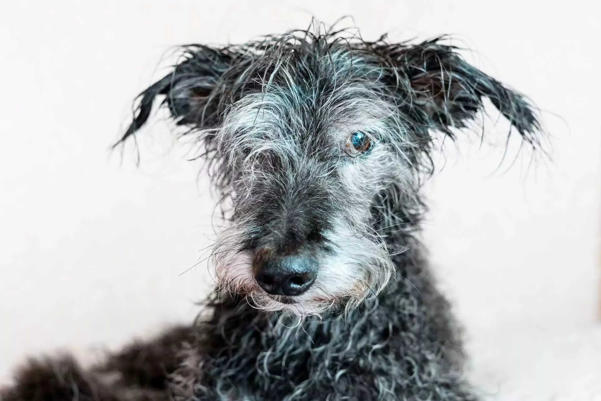 Urinary Incontinence in Dogs