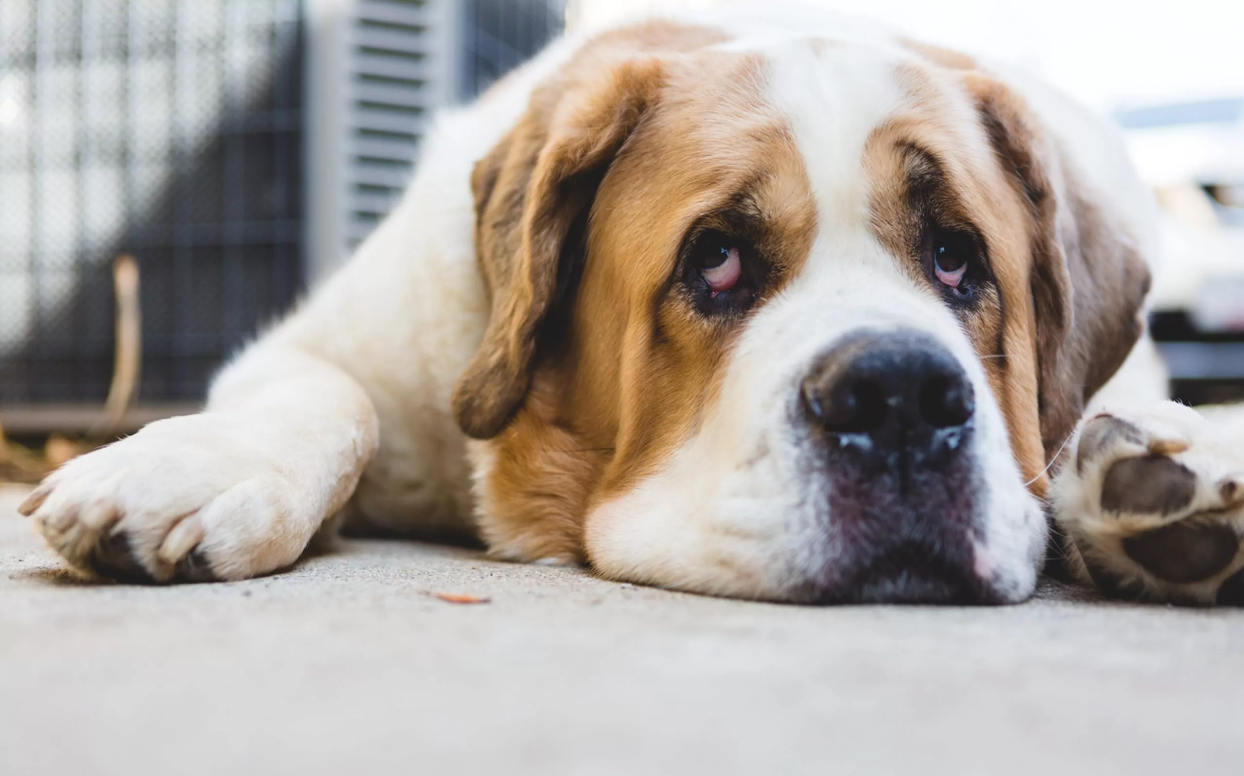 Diarrhoea in Dogs - A Guide for Pet Owners | Lynbrook Vet