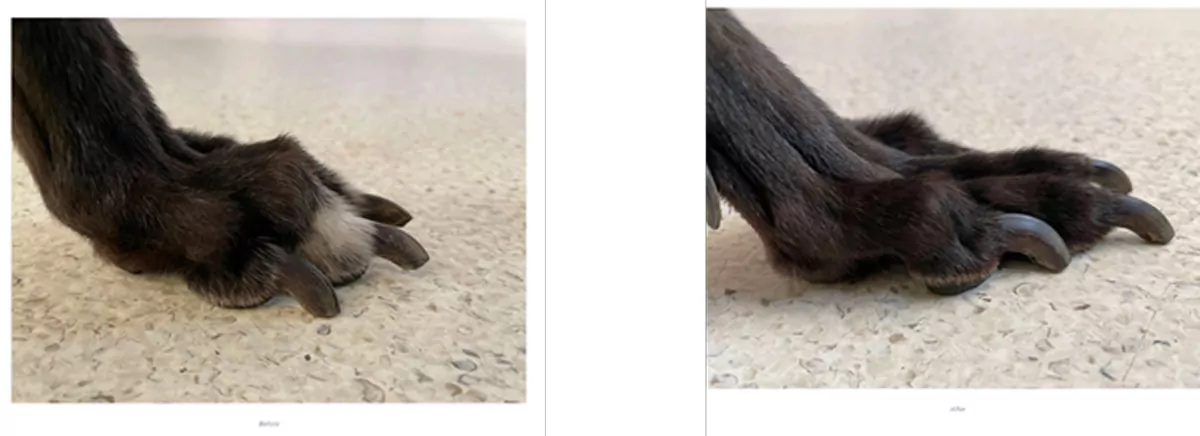 SDFT - Superficial Digital Flexor Tendonectomy | Lynbrook Vet