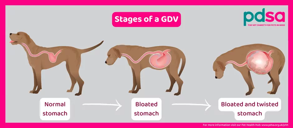 Gastropexy Information Sheet | Lynbrook Vet