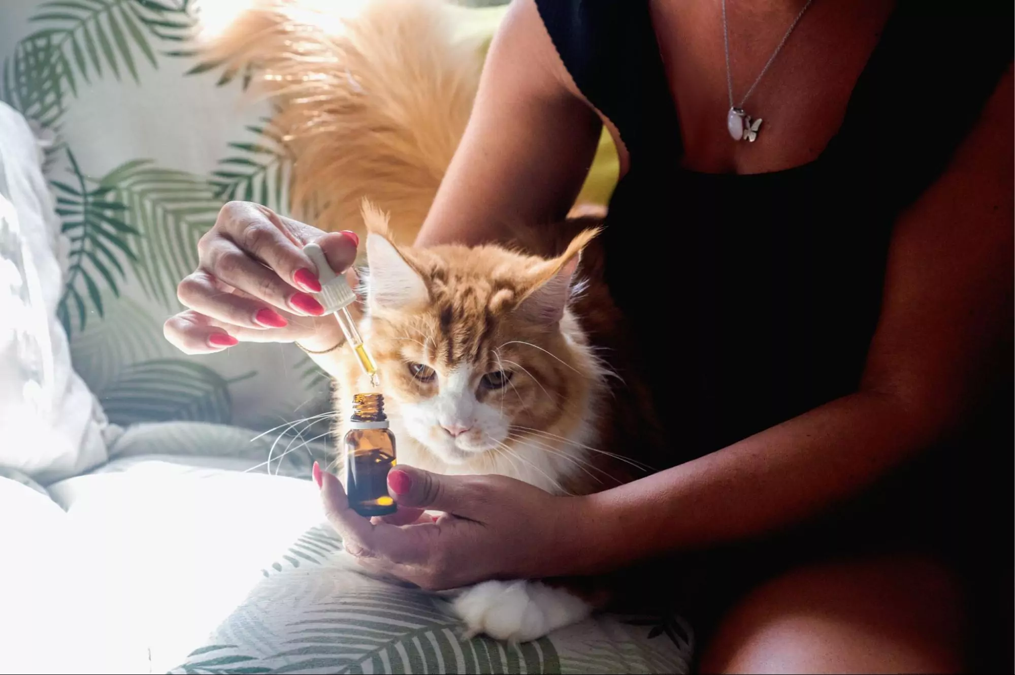 CBD Oils & Pets - Lynbrook Vet