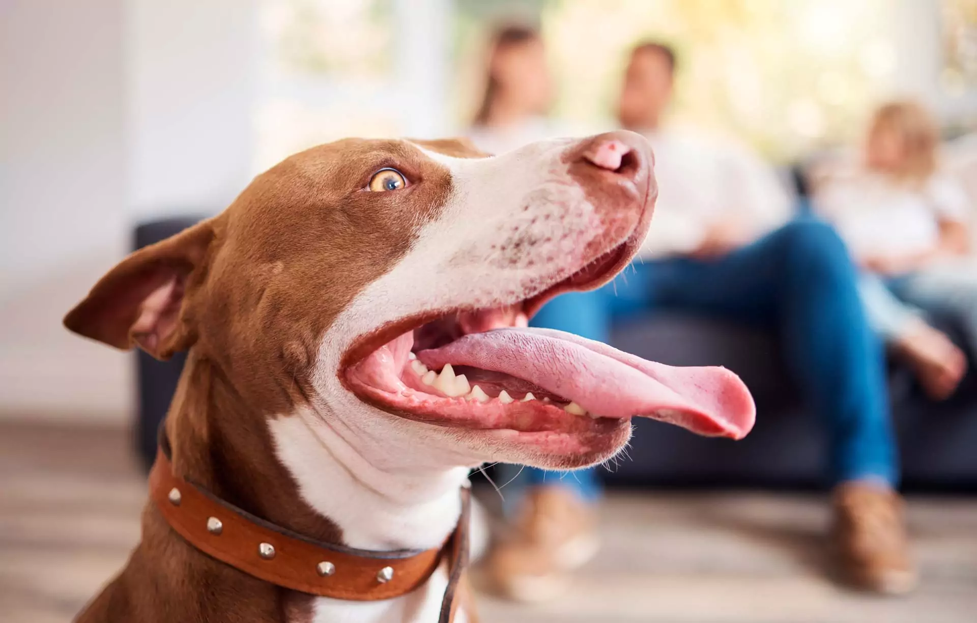 Greyhound Corns - A Pain in the…Toe - Lynbrook Vet