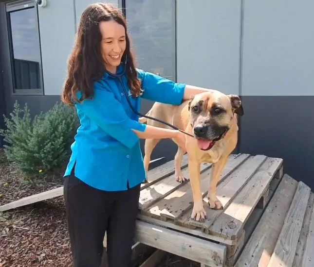 Vets Near Me | Vet Care Clinic | Lynbrook Vet